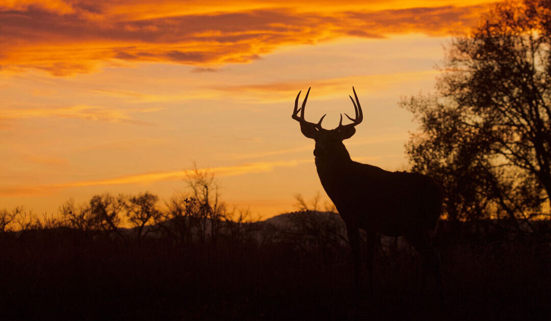 Public Hearing For Adopting A Pilot Youth Deer Hunting Program ...